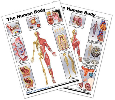 Human Anatomy Basic Chart - Warehousesoverstock