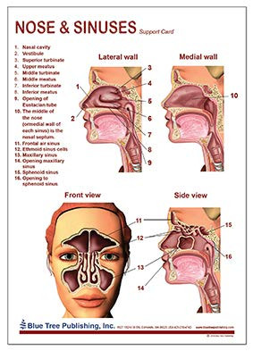 Nose and Sinuses Anatomical Chart Laminated Card - Warehousesoverstock