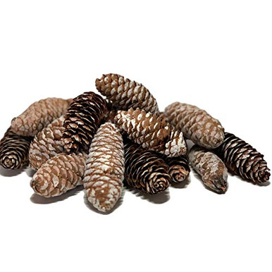 BANBERRY DESIGNS Sugar Pine Cones - Large Pine Cones with a Slightly ...