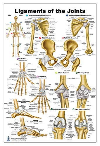 Ligament Poster- Chart -PVC- Large 24x36 in- - Warehousesoverstock