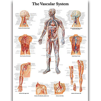 Vascular System Science Anatomy Posters for Walls Medical Nursing ...