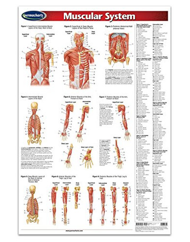 Muscular System Chart Guide - 24inch x 36inch Laminated Poster ...