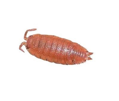 Pocket Pets Live Orange Smoothie Roly Polys Rolie Polie Isopods ...