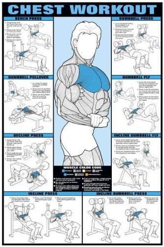 Chest Workout 24inch x 36inch Laminated Fitness Poster ...