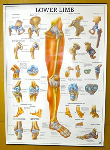 Lower Limb Chart - Warehousesoverstock