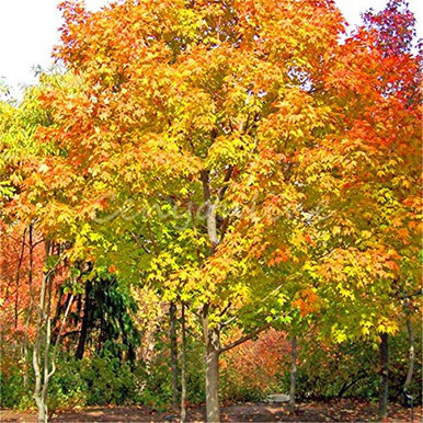 Sugar Maple -Acer Saccharum Northern- 10 Seeds for Planting Open ...