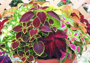 20 plus Giant Exhibition Complete Mix Coleus Seeds for Planting Home ...