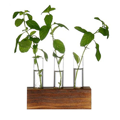 PACDONA Transparent Glass Test Tubes Planters Plant Vase Flower Pots ...