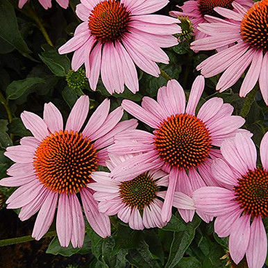 American Beauties Native Plants