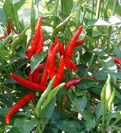 25 plus Takanotsume Hot Pepper SeEDA.K.A Hawk Claw Pepper Seed ...