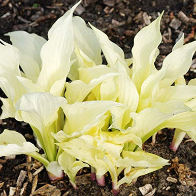 White Feather Hosta - Perennial Shade Garden Flower Bulb ...