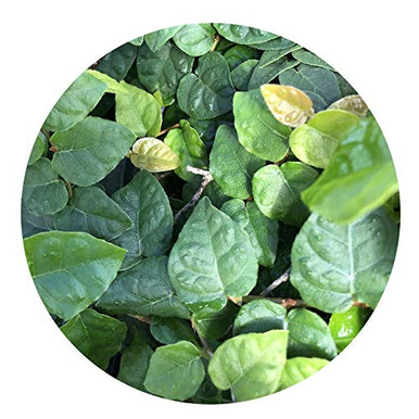 Creeping FIG Ficus repens Low Growing Ground Cover Live Climbing Small ...
