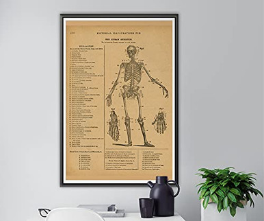1906 Human Skeleton POSTER -up to 24" x 36"- - Webster Dictionary ...