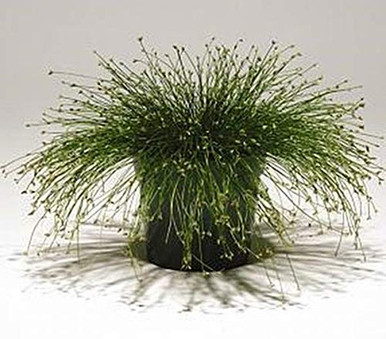 Ornamental Grass Seed - Isolepis Live Wire MSP Seeds - Warehousesoverstock