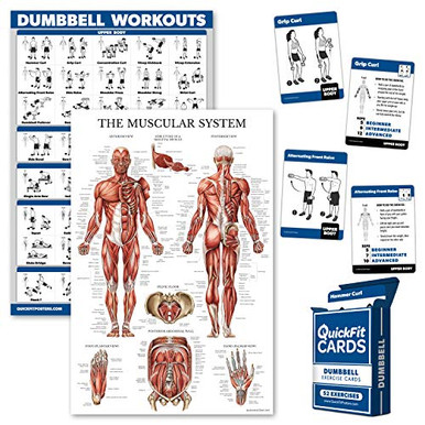 Palace Learning 3 Pack: Dumbbell Workouts plus Muscular System Anatomy ...