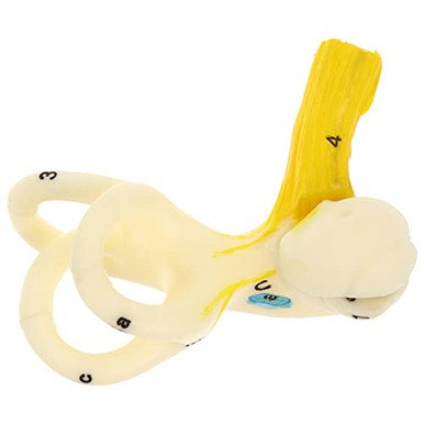 iplusmile Human Ear Anatomy Model Professional Desktop Inner Ear Canal ...