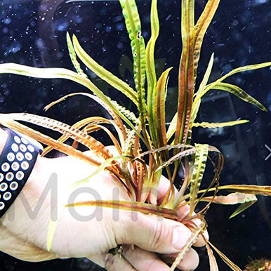 Mainam Cryptocoryne Retrospiralis Rooted Bundle Freshwater Live ...