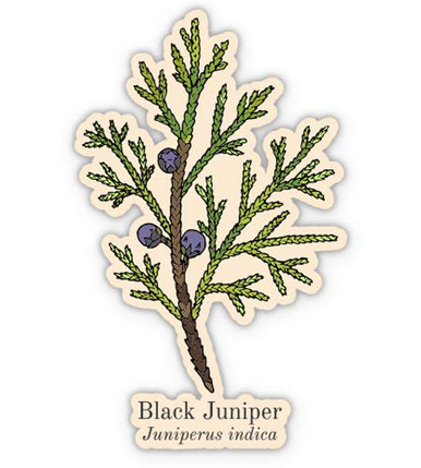 GT Graphics Express Black Juniper - 5" Vinyl Sticker - for Car Laptop I ...