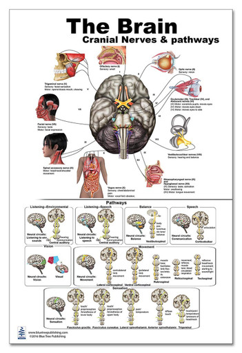 Blue Tree Publishing The Brain Poster 24x36inch, Waterproof, Cranial ...