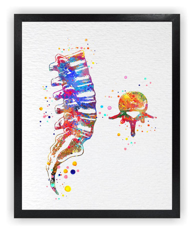Dignovel Studios 8X10 Unframed Lumbar Spinal Cord Cross Section Sacrum ...