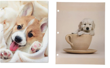 Corgi and Teacup Labrador Puppy Folders Bundle - Set of Two 3-Hole 2 ...