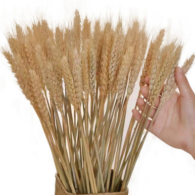 100 Stems Dried Wheat Stalks for Decor Artificial Dried Wheat Sheaves ...
