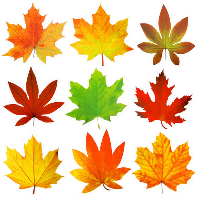 Fall Bulletin Board Decorations Fall Leave Cutout Autumn Thanksgiving ...