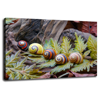 Colour Snail Shells Poster Size Garden Pretty Nature Poster Gift Canvas ...