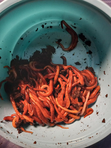 WWJD Worms Red Wigglers Composting Worms - 1/4lb (250 Count) - Earth ...