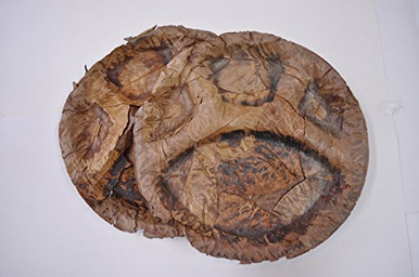 globalproductsofindianorigin set of 50 peepal tree leaf plate pattal ...