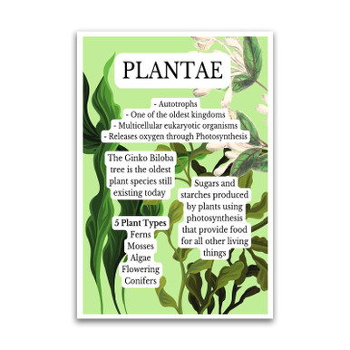 Plant Types and Facts Poster - Plantae With Interesting Facts - 12 x 8 ...