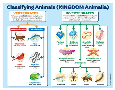 ZOCO - Animal Kingdom Classification Poster - Laminated 17 x 22 in ...