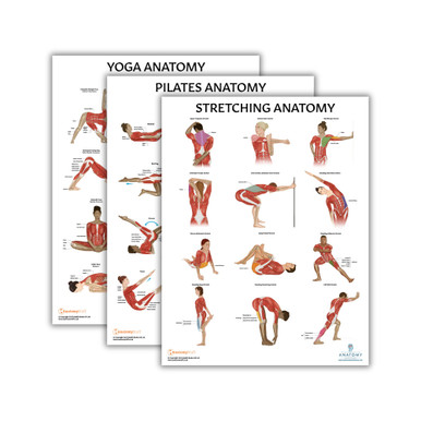 Anatomy Lab 3 PACK Yoga, Pilates, and Stretching Anatomy Poster Set ...