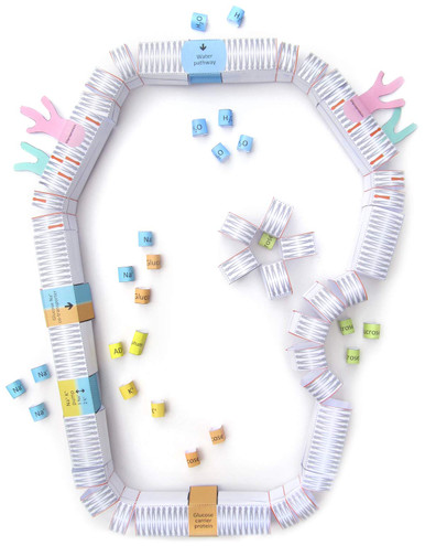 NewPath Learning Cell Membranes 3-D Model Making Kit, Set/5 Full-Color ...