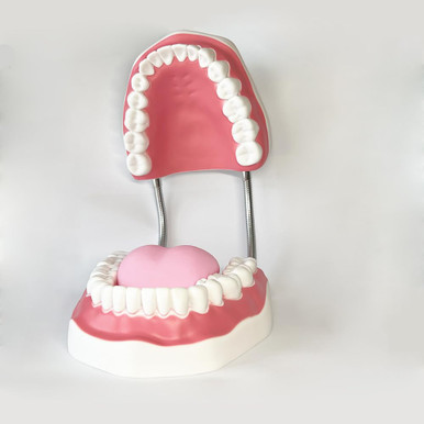 Dental Standard Six Times Teeth Model Dental Teaching Models ...