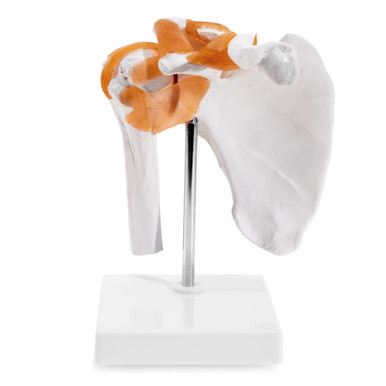 Winyousk Shoulder Joint Model, Scientific Medical Shoulder Anatomy ...