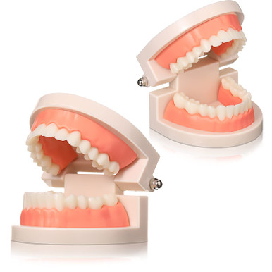2 Pack Dental Teeth Model Standard Teeth Model Fake Dentures Teeth Toy ...