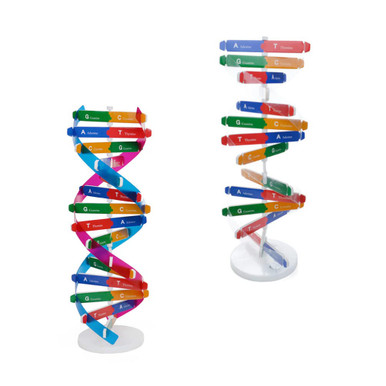 DNA Kit Self Double Helix Model kit Assembling DNA Display Stand Double ...