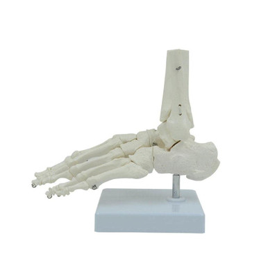 Human Foot Ankle Model Flexible 1:1 Scientific Life Size with Display ...