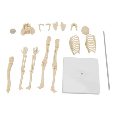 Longzhuo 35cm Mini Human Skeleton Model Light Weight Small Educational ...