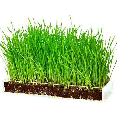 Organic Wheatgrass Growing Kit with Style Plant an Amazing Wheat Grass ...