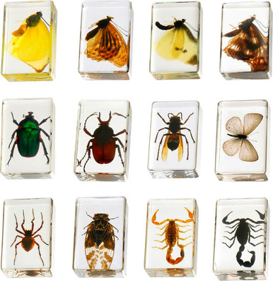 12 Pcs Insect in Resin Collection - Educational Bugs Specimen Set for ...