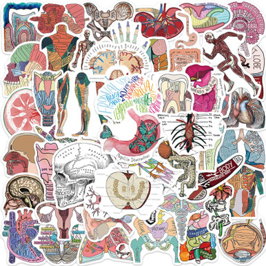 50Pcs Anatomy Stickers, Human Anatomy Decals, Body Part Stickers ...