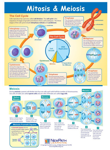 NewPath Learning Mitosis and Meiosis Visual Learning Guides, Set/5-4 ...