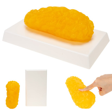 SKUMOD Human Body Fat Model, 1 lb Fat Anatomical Model Replica for ...