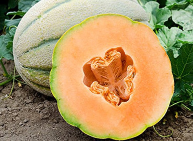 30+ ORGANICALLY Grown Italian Tuscany Cantaloupe Muskmelon Melon Seeds ...