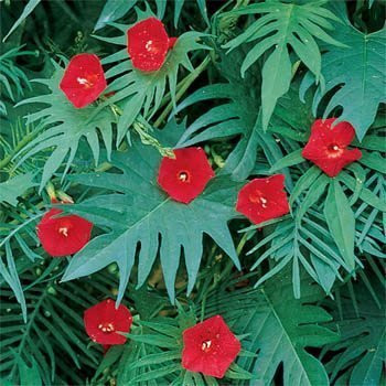 Outsidepride Cardinal Climber Vine Plant Seed - 500 Seeds ...
