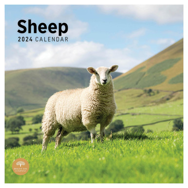 2024 Sheep Monthly Wall Calendar by Bright Day, 12 x 12 Inch Farm ...