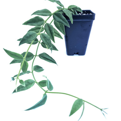 Hoya Bella Plant Live houseplant or Hoya Lanceolata Bella Houseplant 2. ...