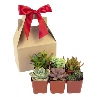 Shop Succulents Unique Succulent Gift Pack Collection - Live Mini ...